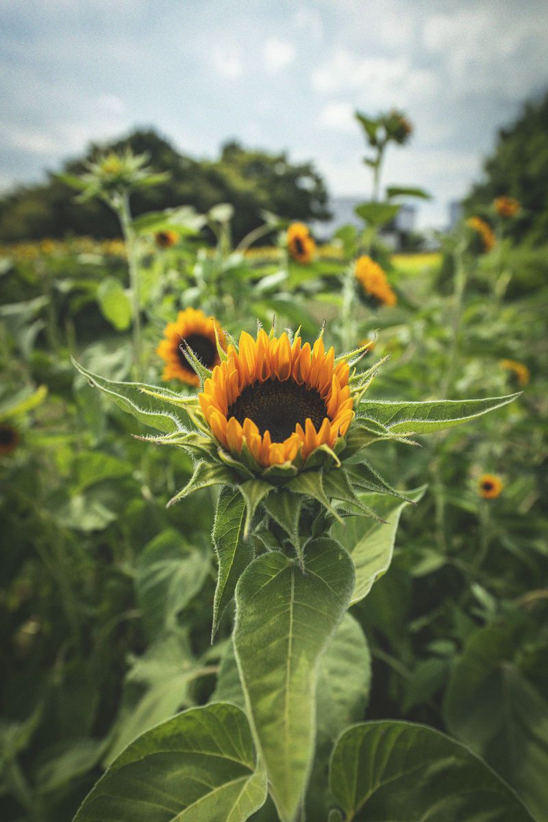 everything will be fine OK | GANREF