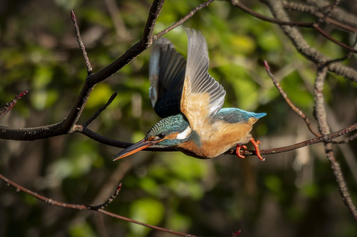 new biginning .... | GANREF