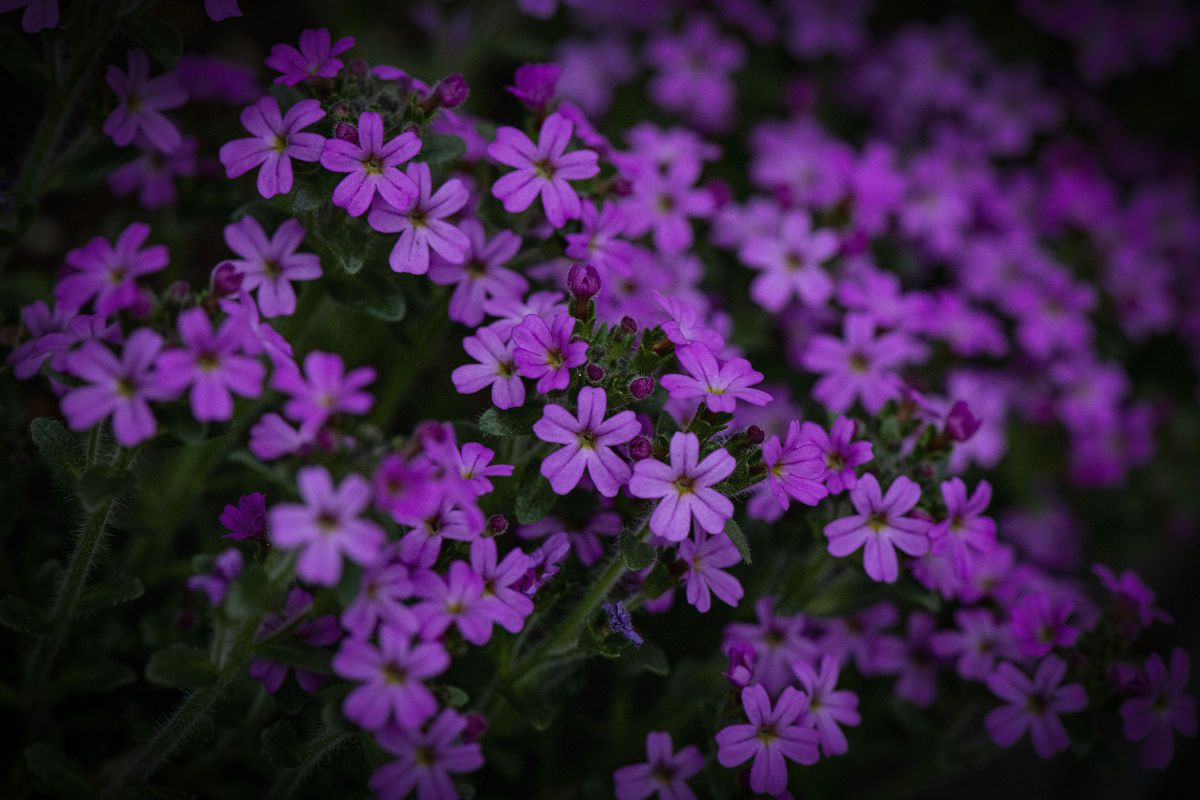 teamwork II | GANREF