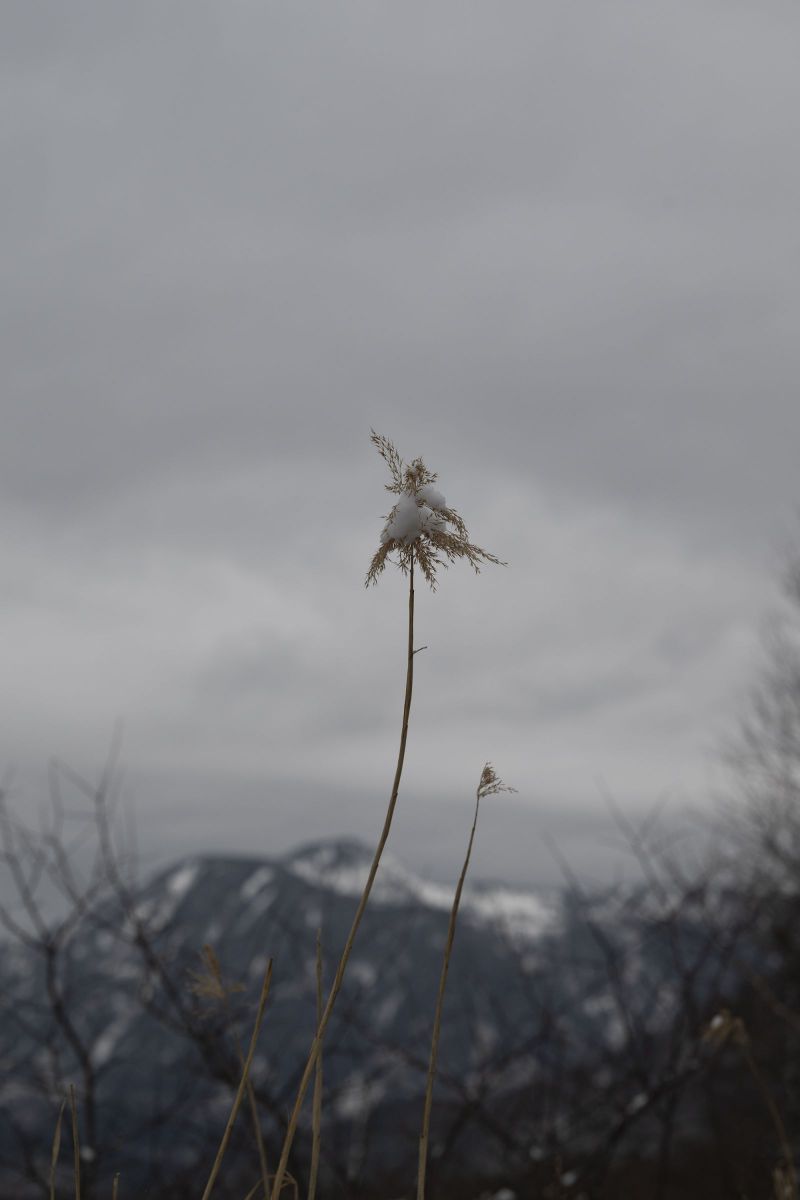 new costume | GANREF