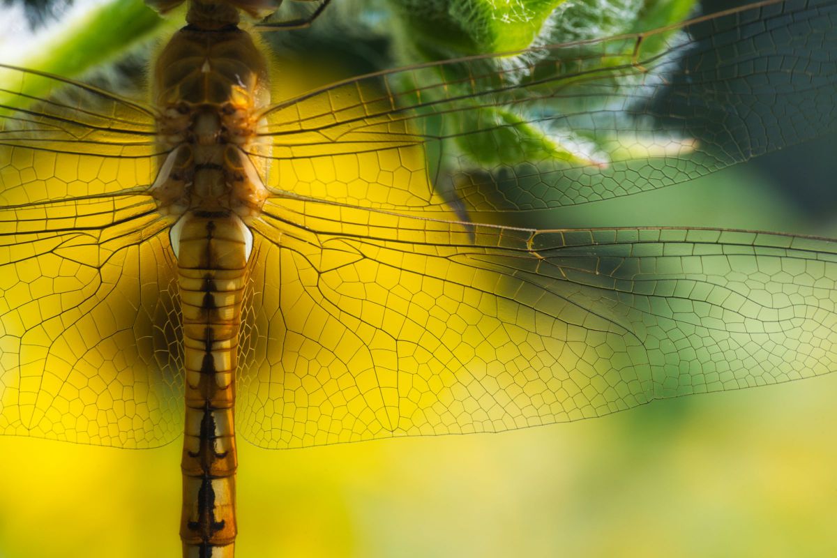 ミャクミャク | GANREF