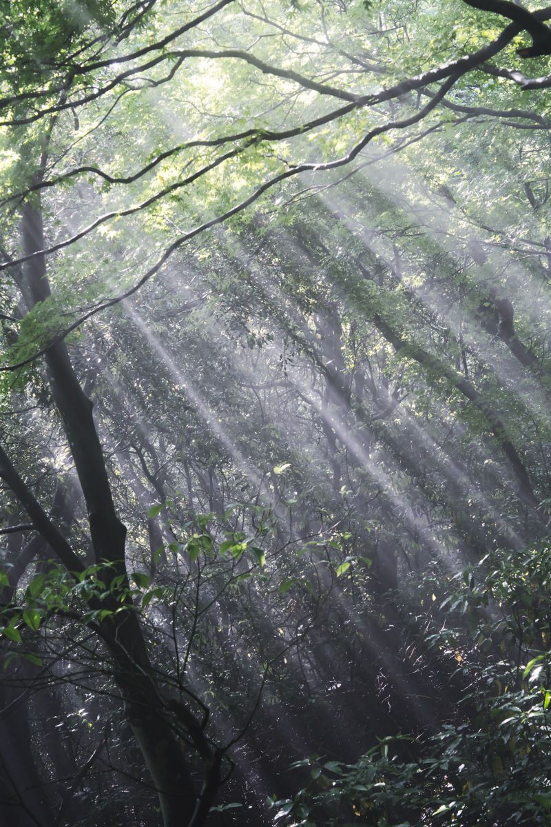 光のシャワー | GANREF