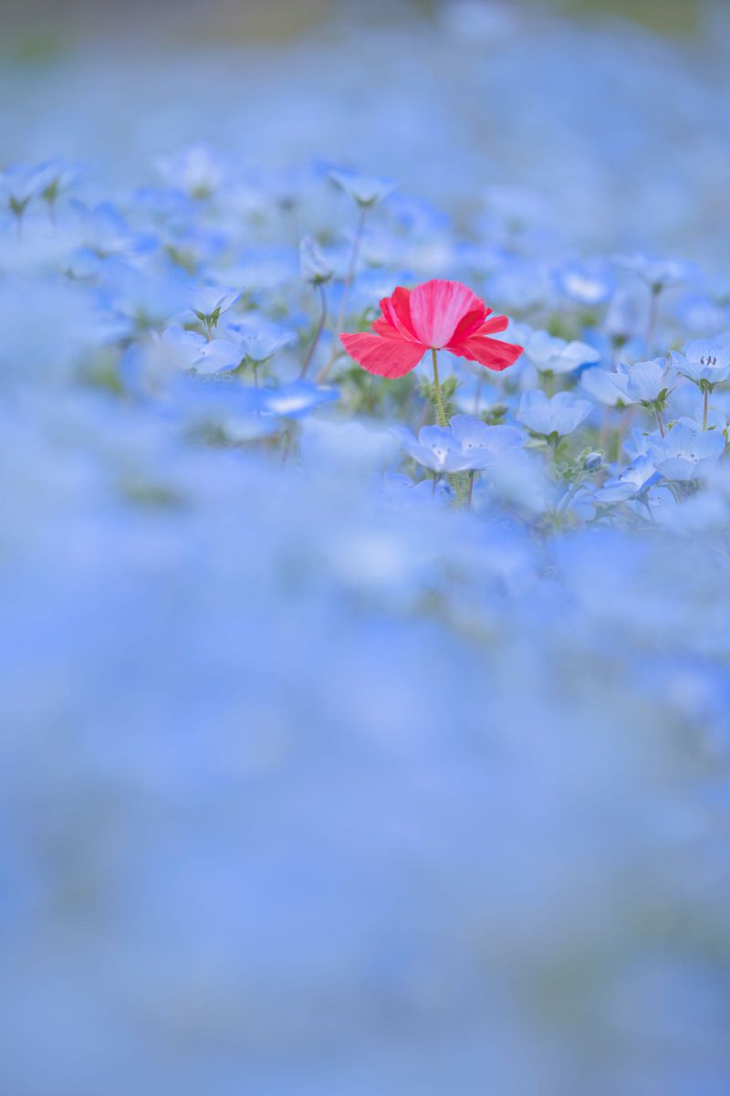 私が主役 | GANREF