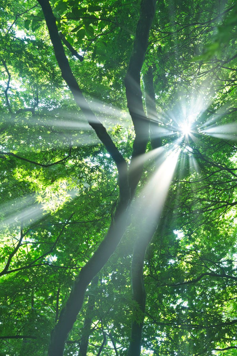 生命の輝き | GANREF