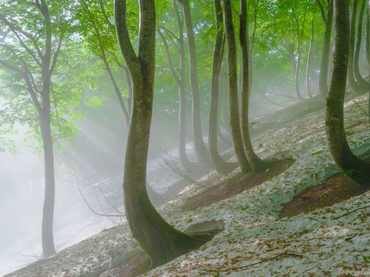 Rays of sun shine | GANREF