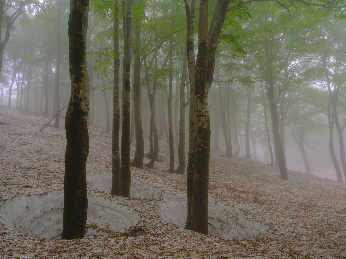 A walk in a black forest | GANREF