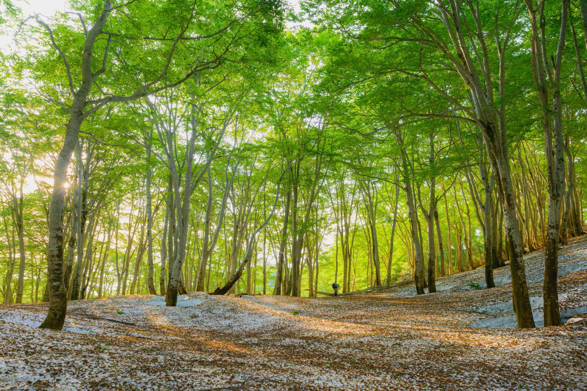 A walk in a sunrise forest | GANREF