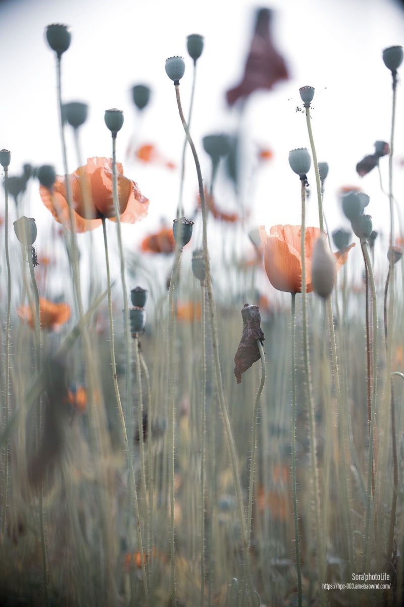 IMG_1130.jpg | GANREF