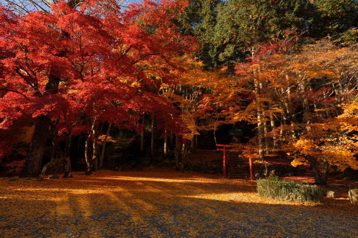 洞光寺の紅葉 | GANREF