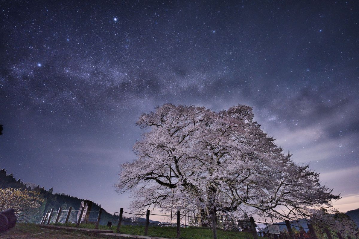 Milkyway with 醍醐桜 | GANREF