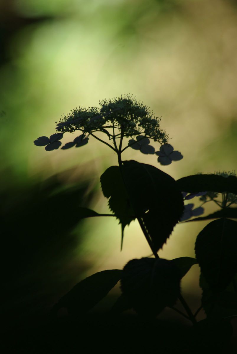 影絵のあじさい 1 | GANREF