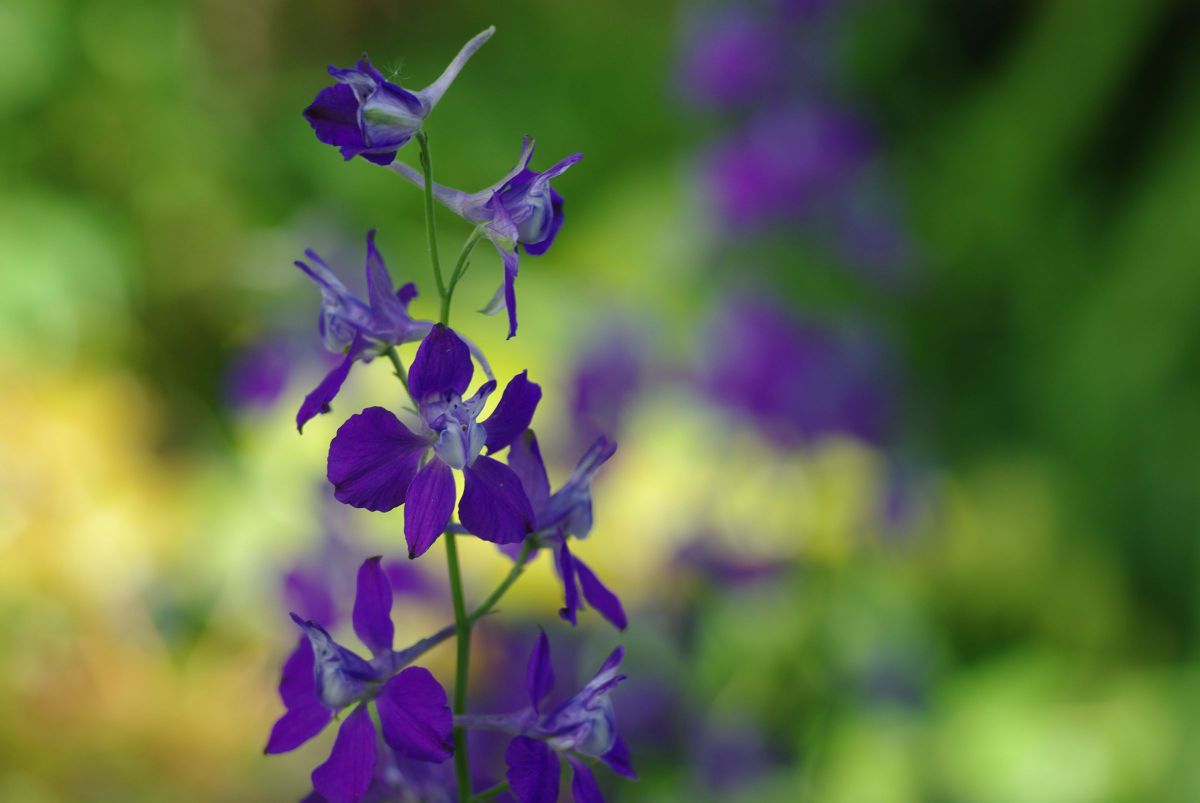 ちどりそう | GANREF