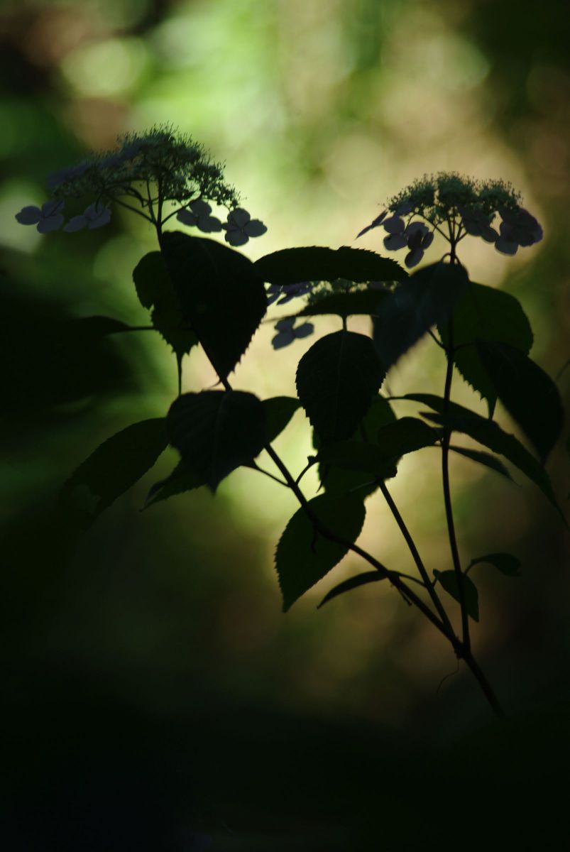 影絵のあじさい 2 | GANREF