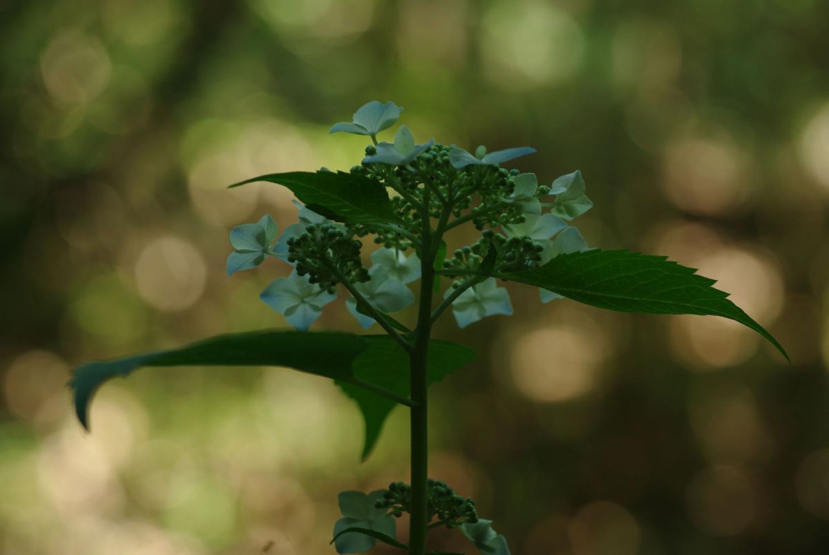 陰に咲くあじさい | GANREF