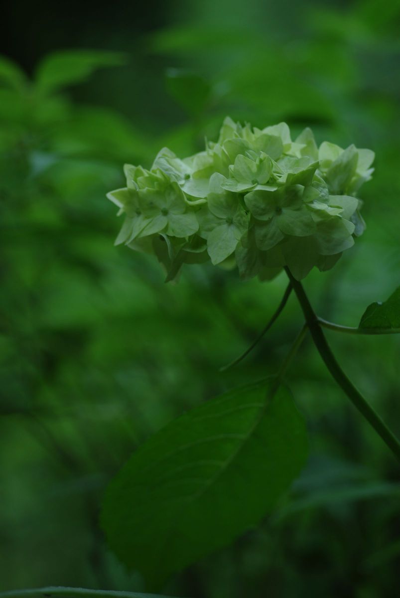 薄緑のあじさい | GANREF