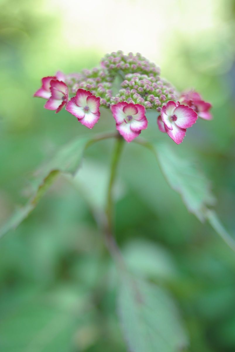 あじさいに後光 | GANREF