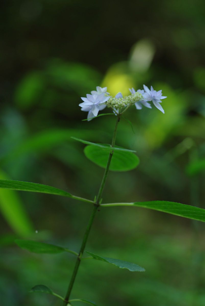 灯りあじさい | GANREF