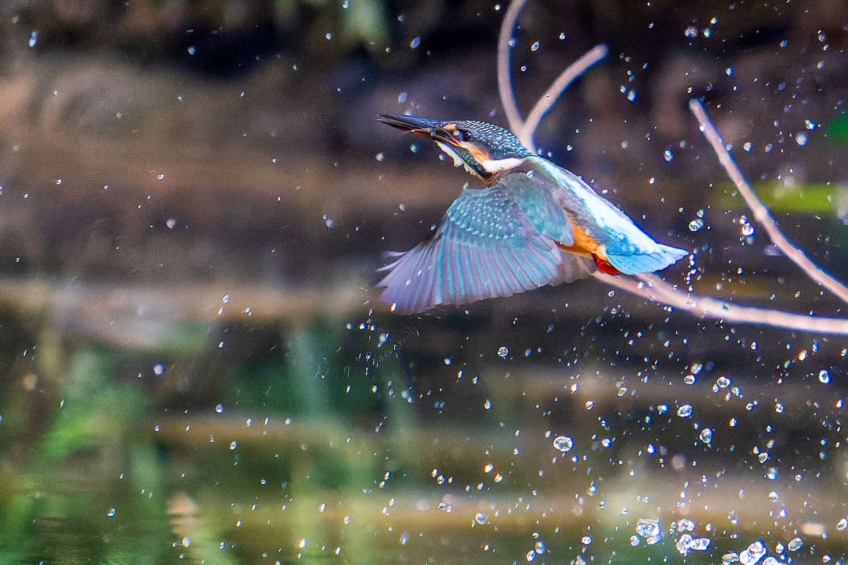 納涼カワセミ 側面 | GANREF