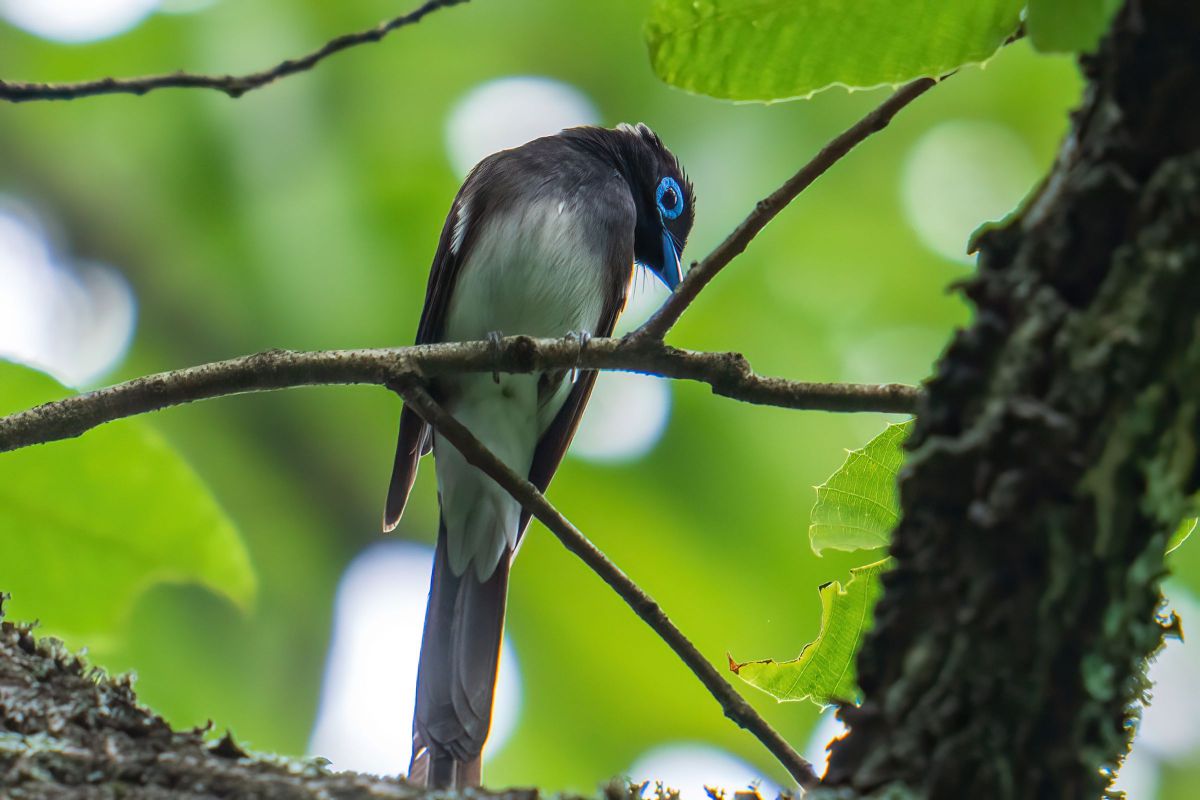 男の子デス(;^_^A | GANREF