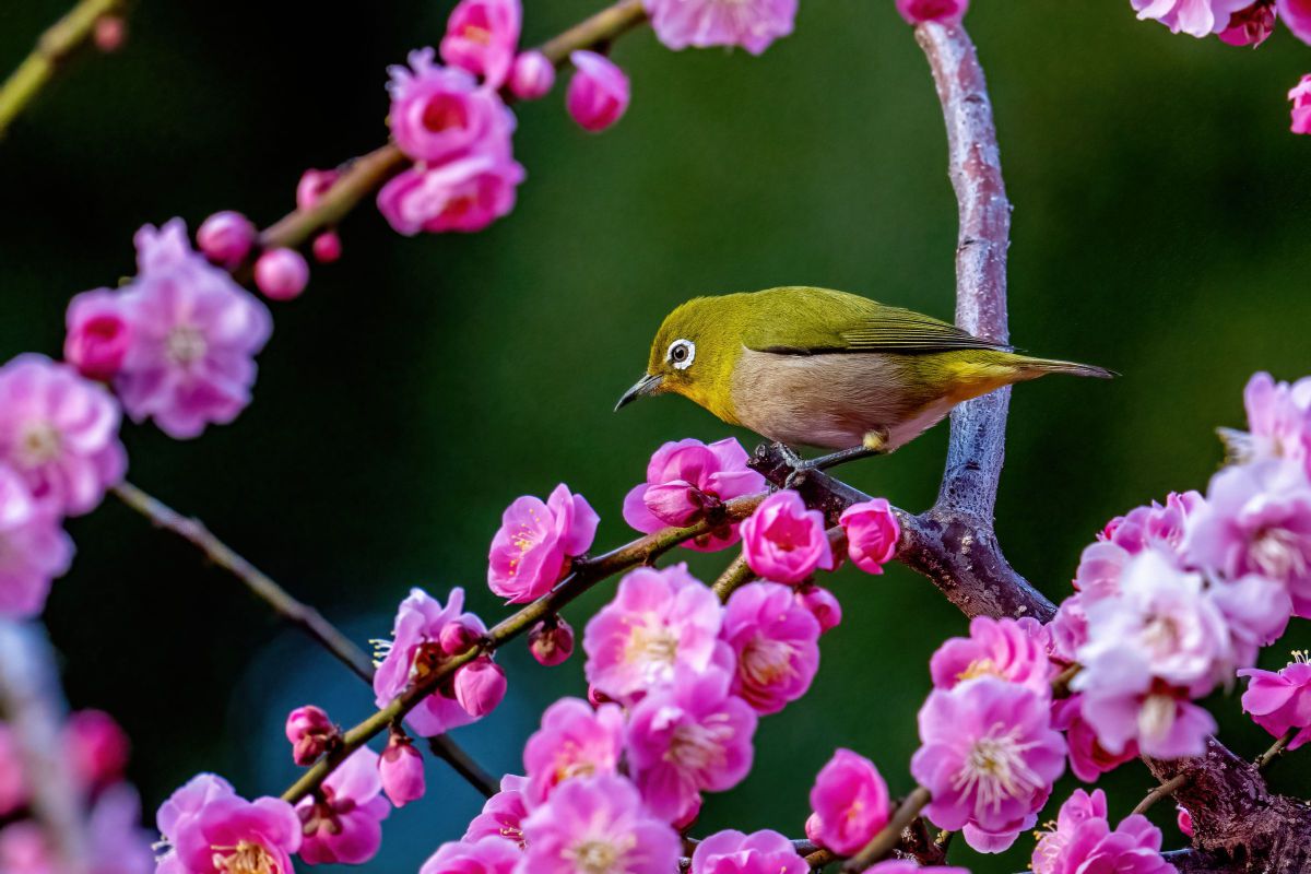 うめじろー | GANREF