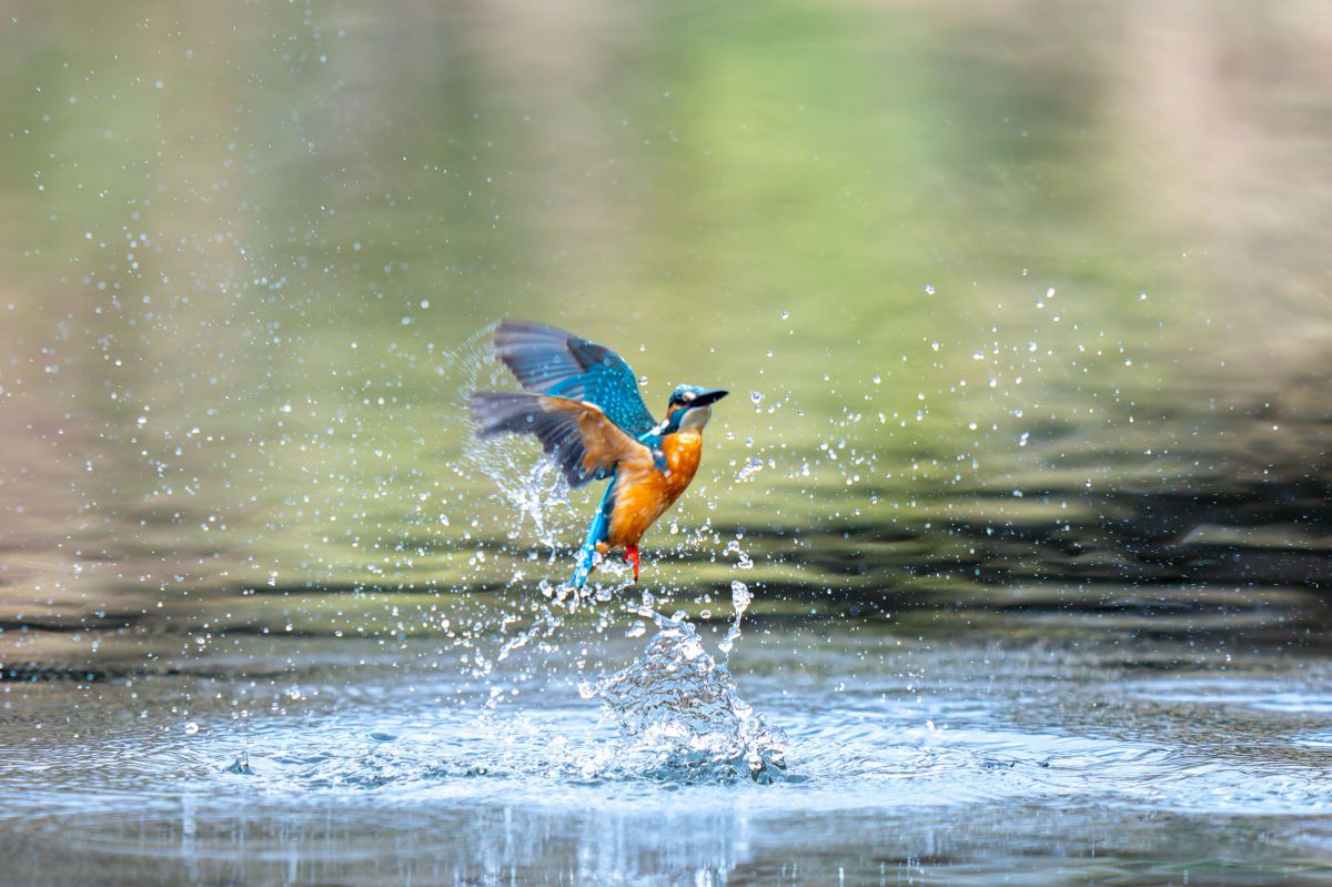 銀盤のバレリーナ | GANREF