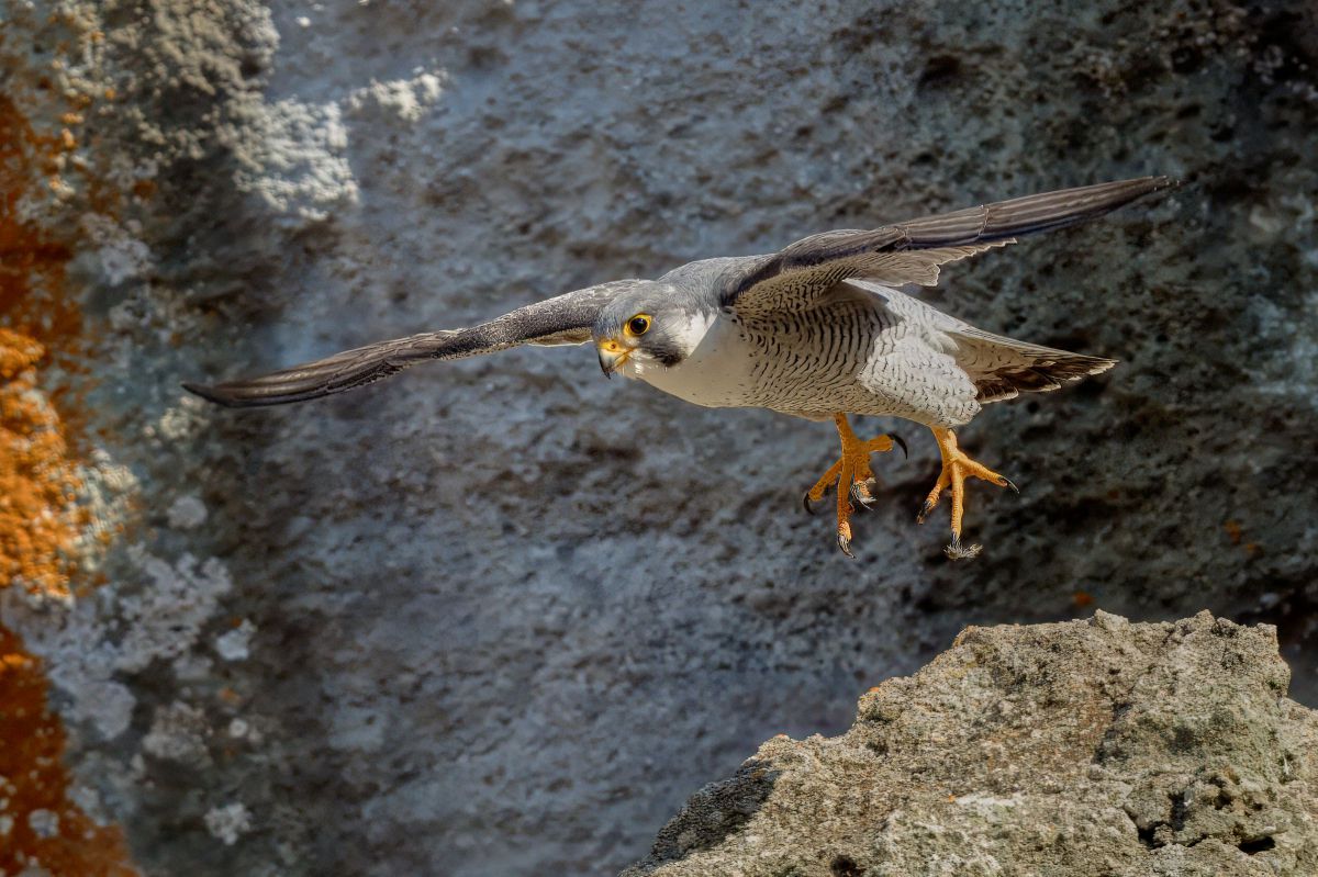 2025年初撮り | GANREF