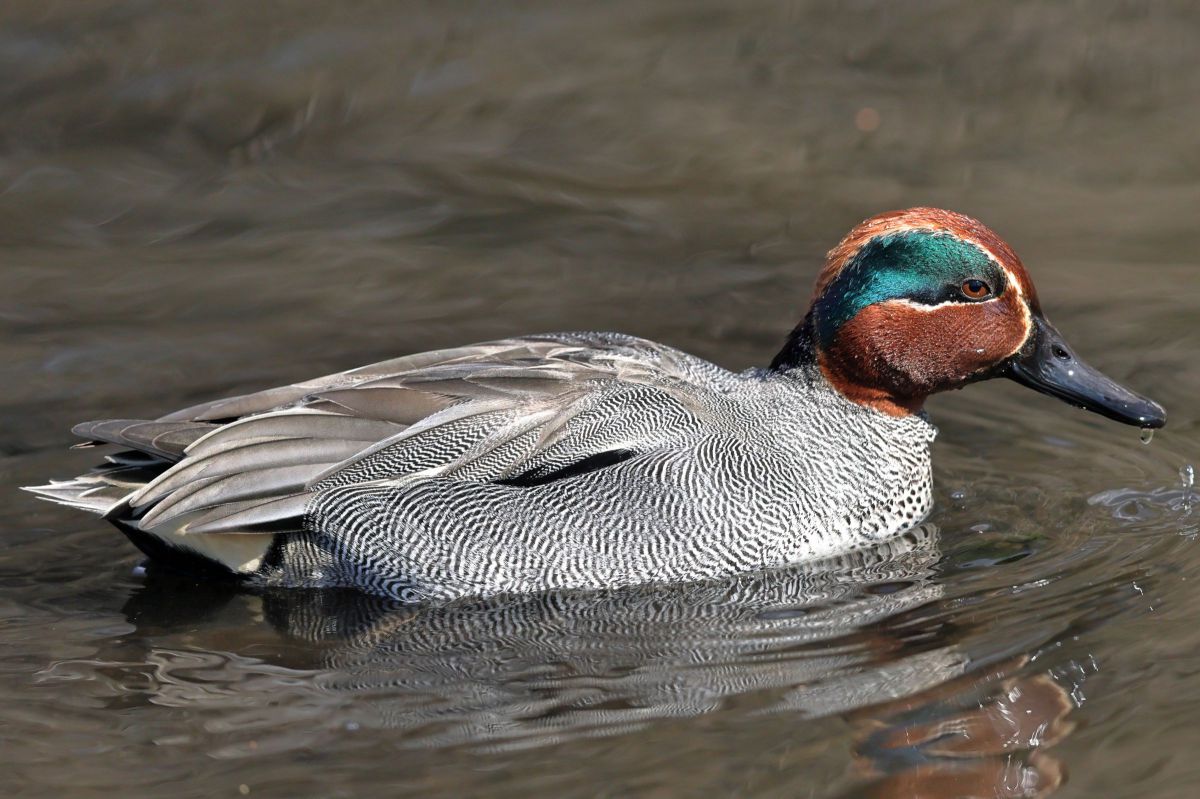 EOS R3 撮影サンプル | GANREF