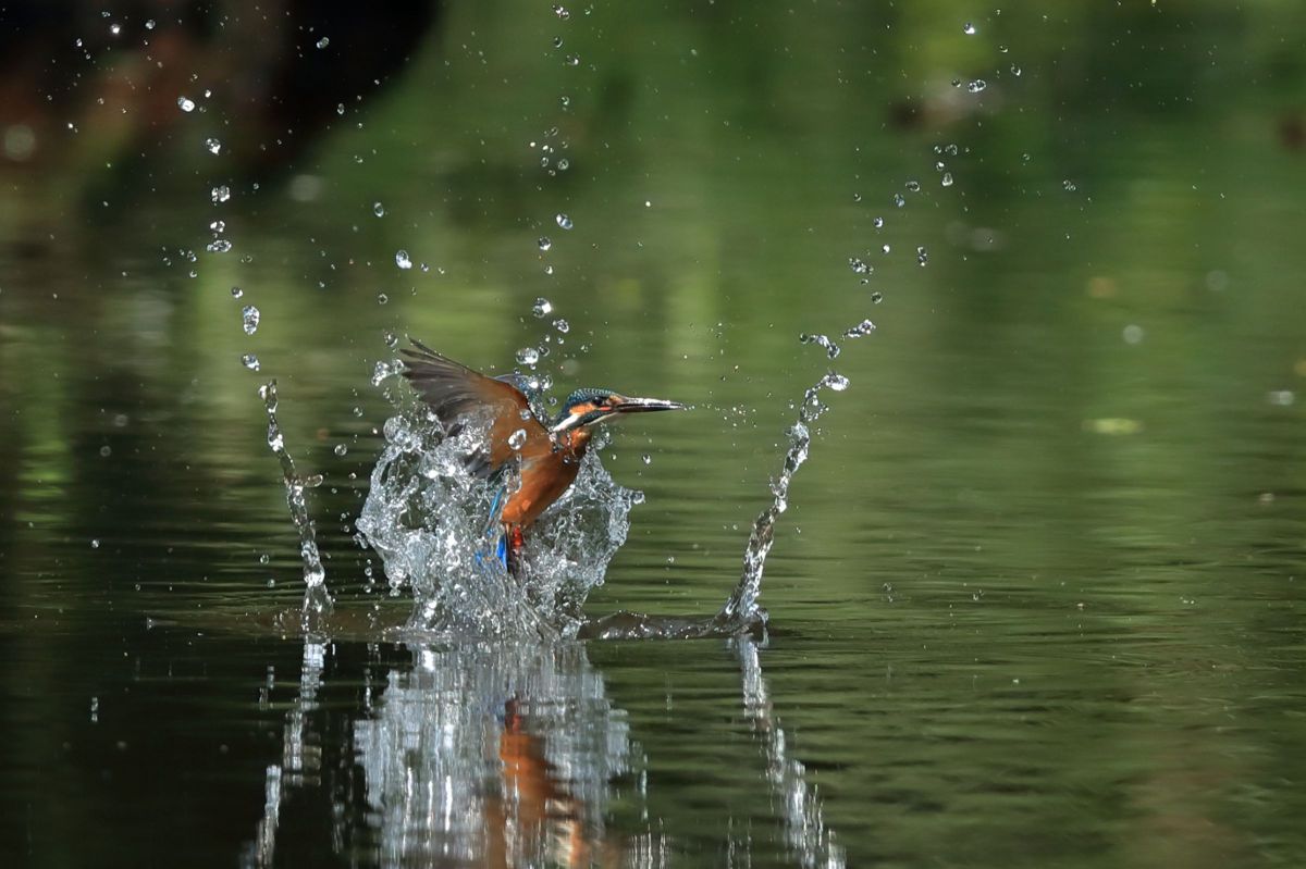 Water Crown | GANREF