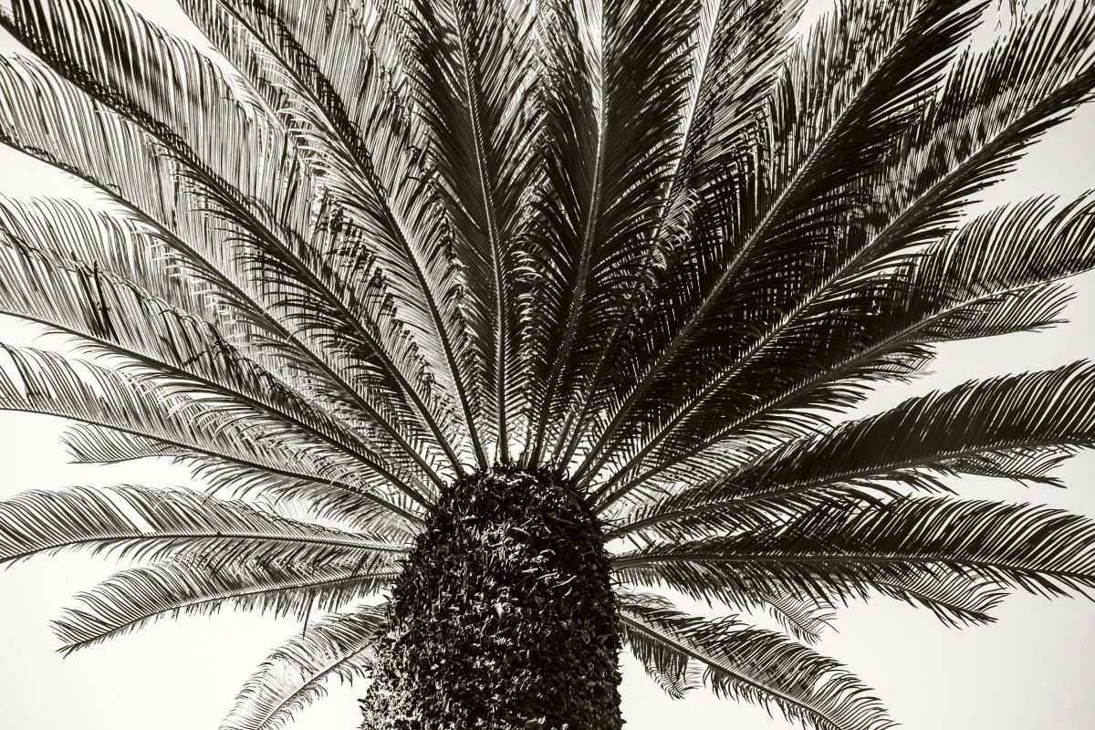 this is a tree | GANREF