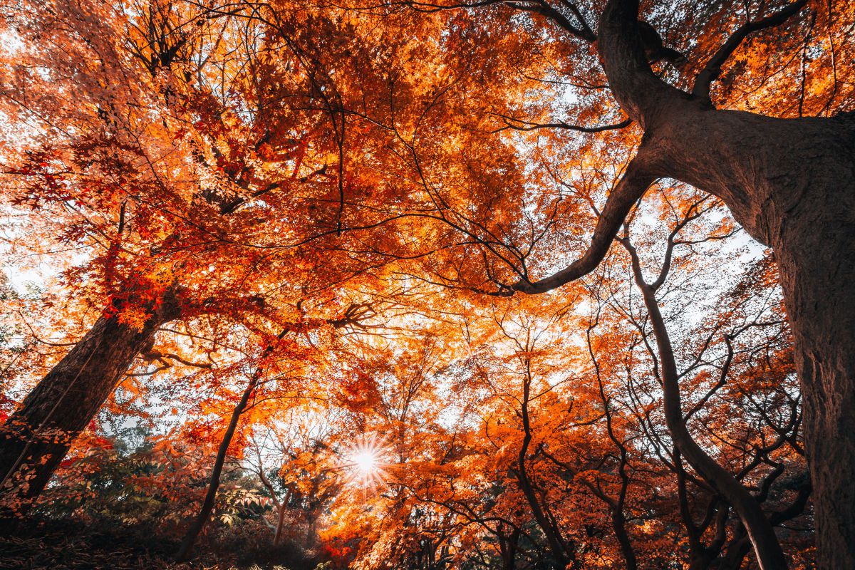 紅葉の光に包まれる森 | GANREF