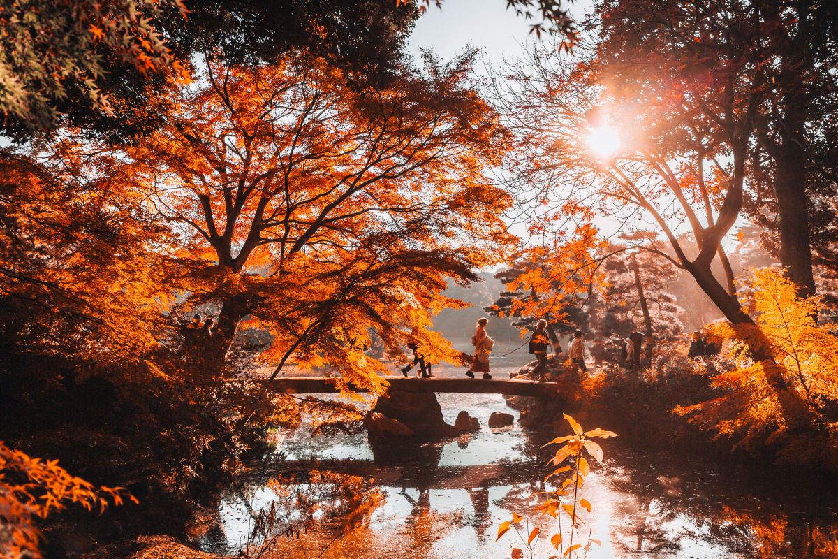 光に染まる秋の小径 | GANREF