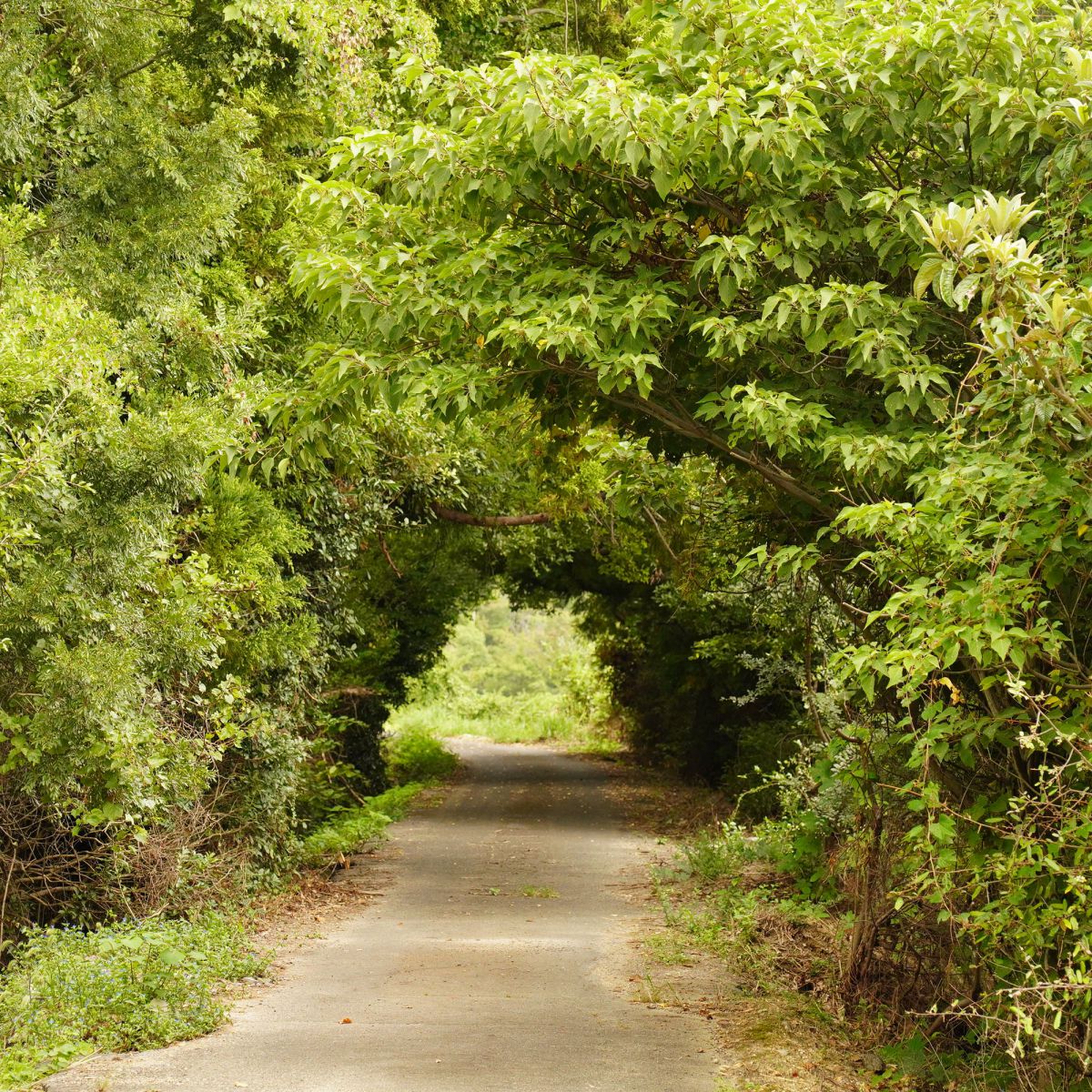 裏山のトンネル | GANREF