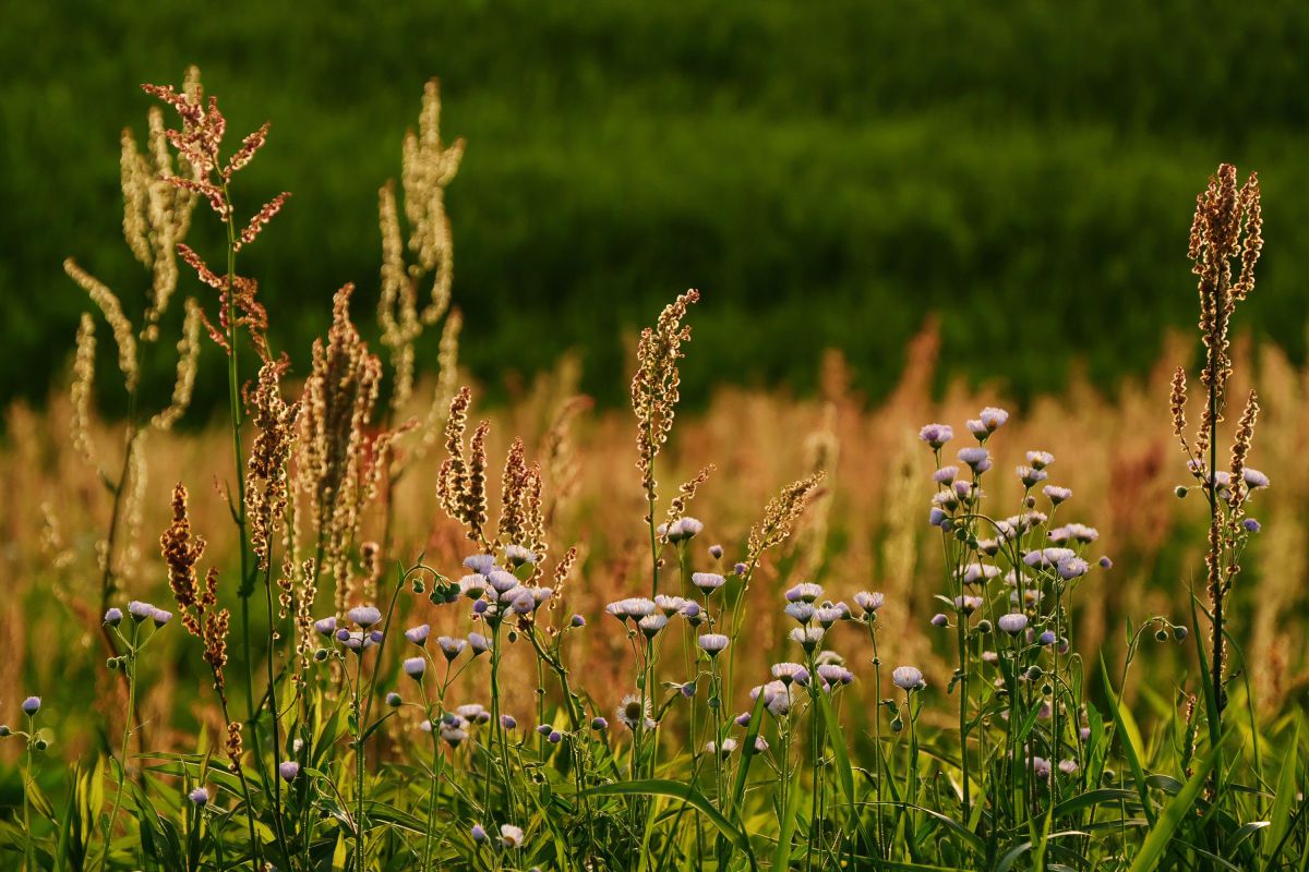 野辺に咲く | GANREF