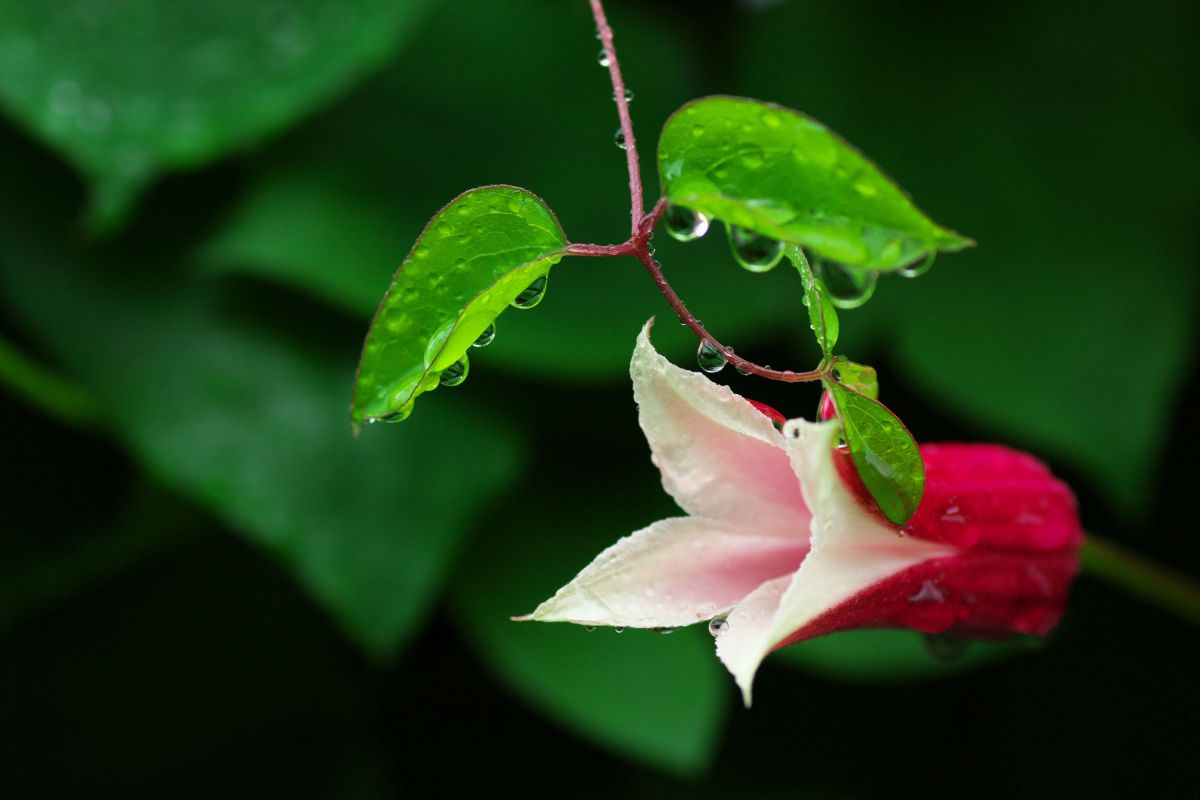 雨に濡れて | GANREF