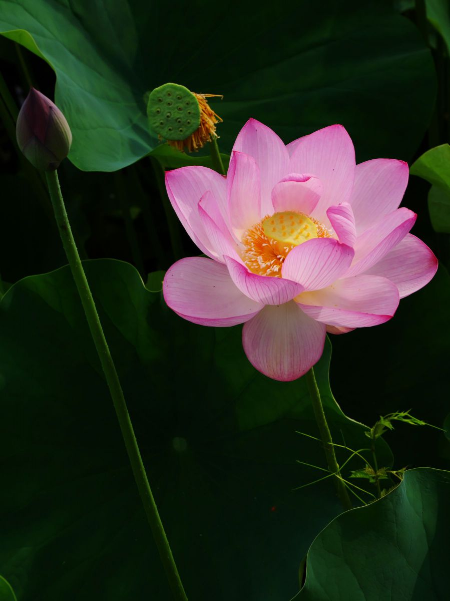 現在・過去・未来 | GANREF