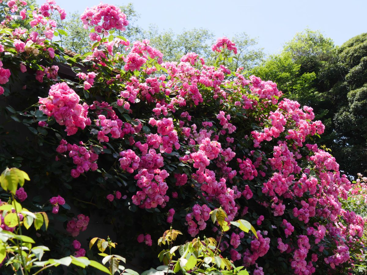 薔薇満開 | GANREF