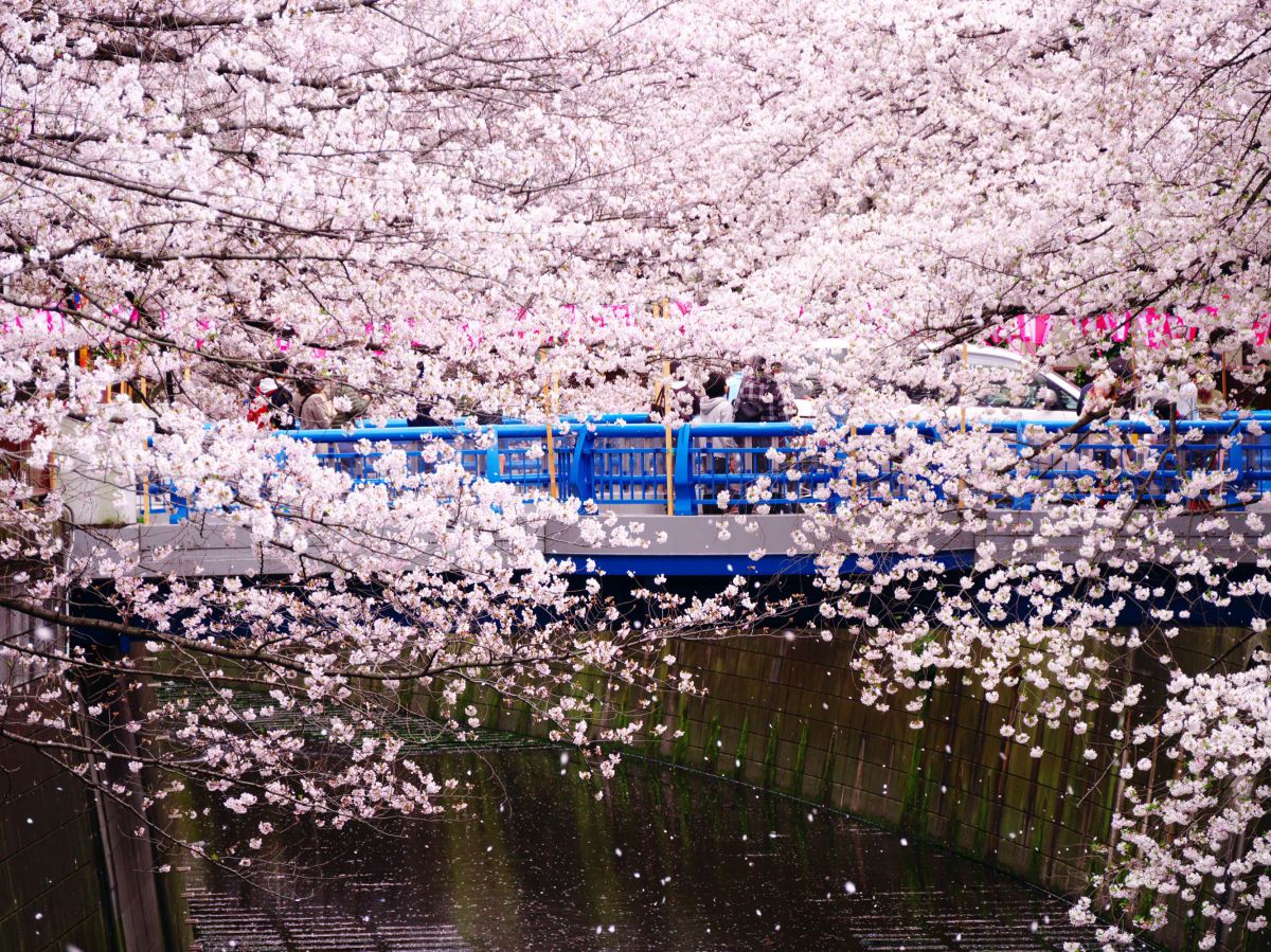 桜舞う時 | GANREF