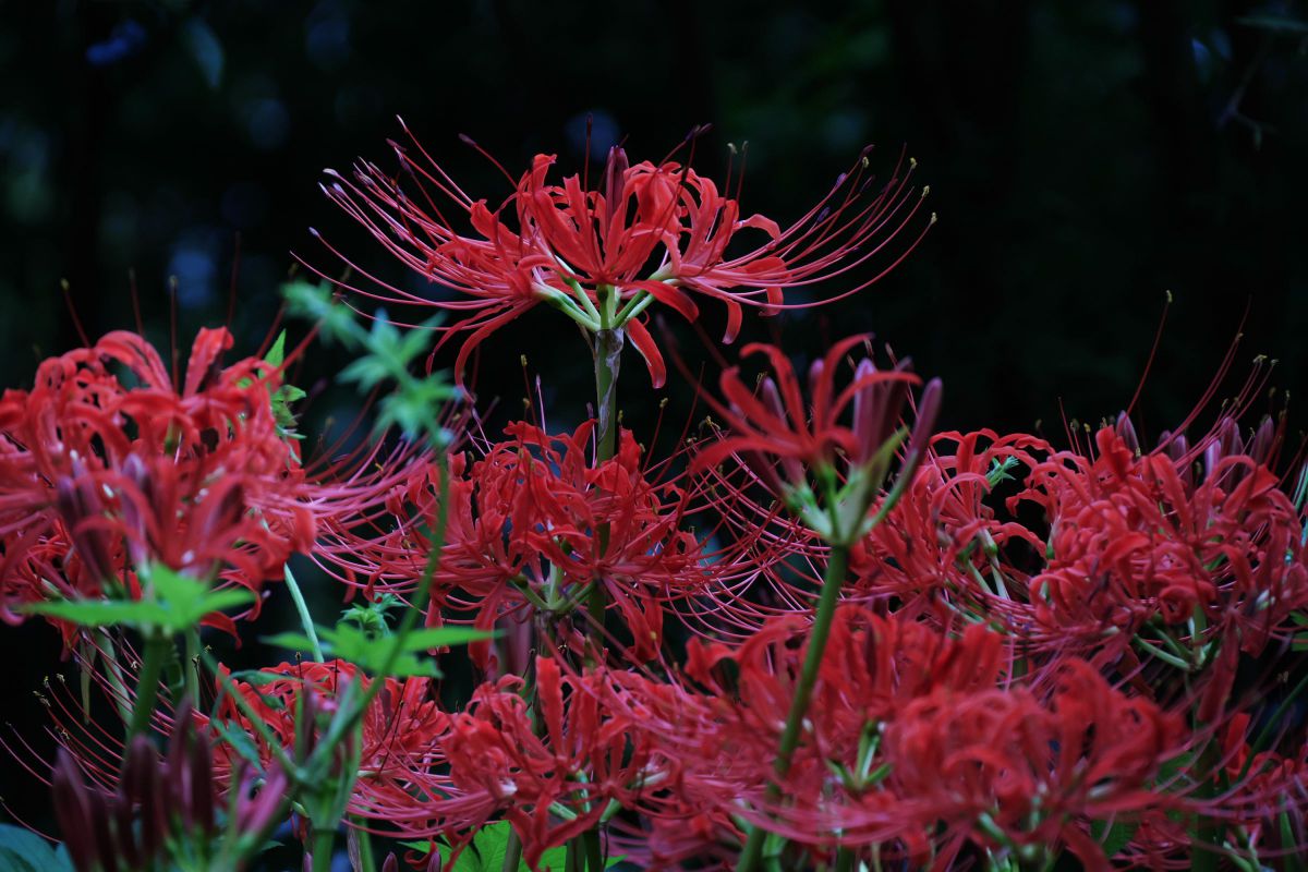 妖艶な花 | GANREF