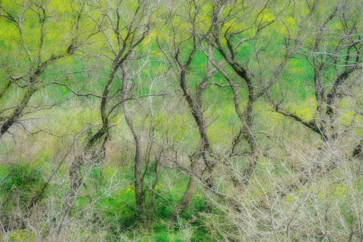 踊る木々 | GANREF