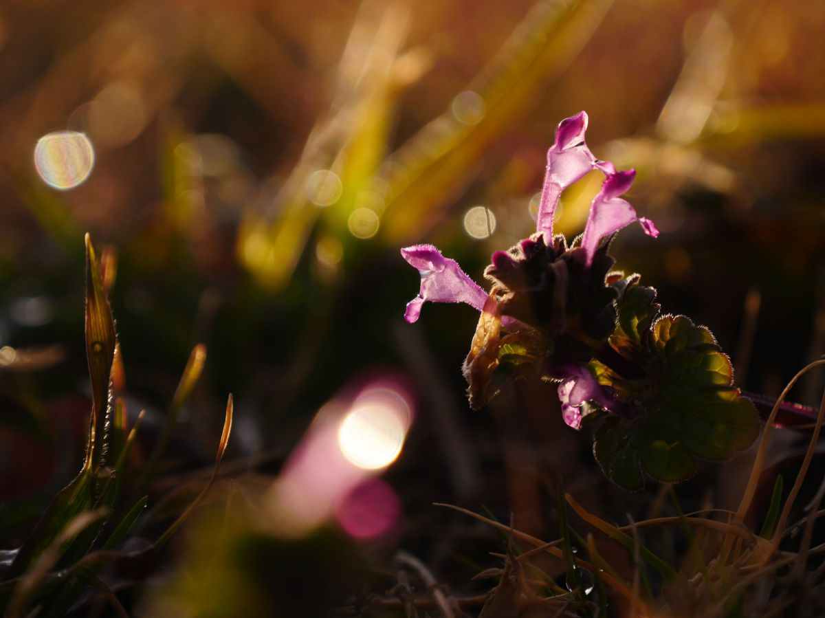 夕暮れ時 | GANREF