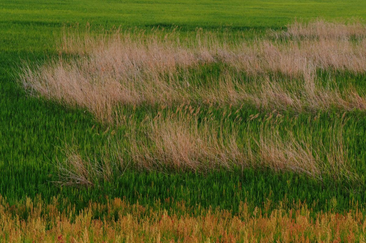 芽吹く葦原 | GANREF