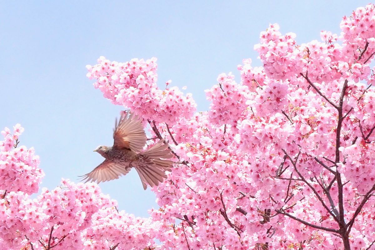 春に飛ぶ | GANREF