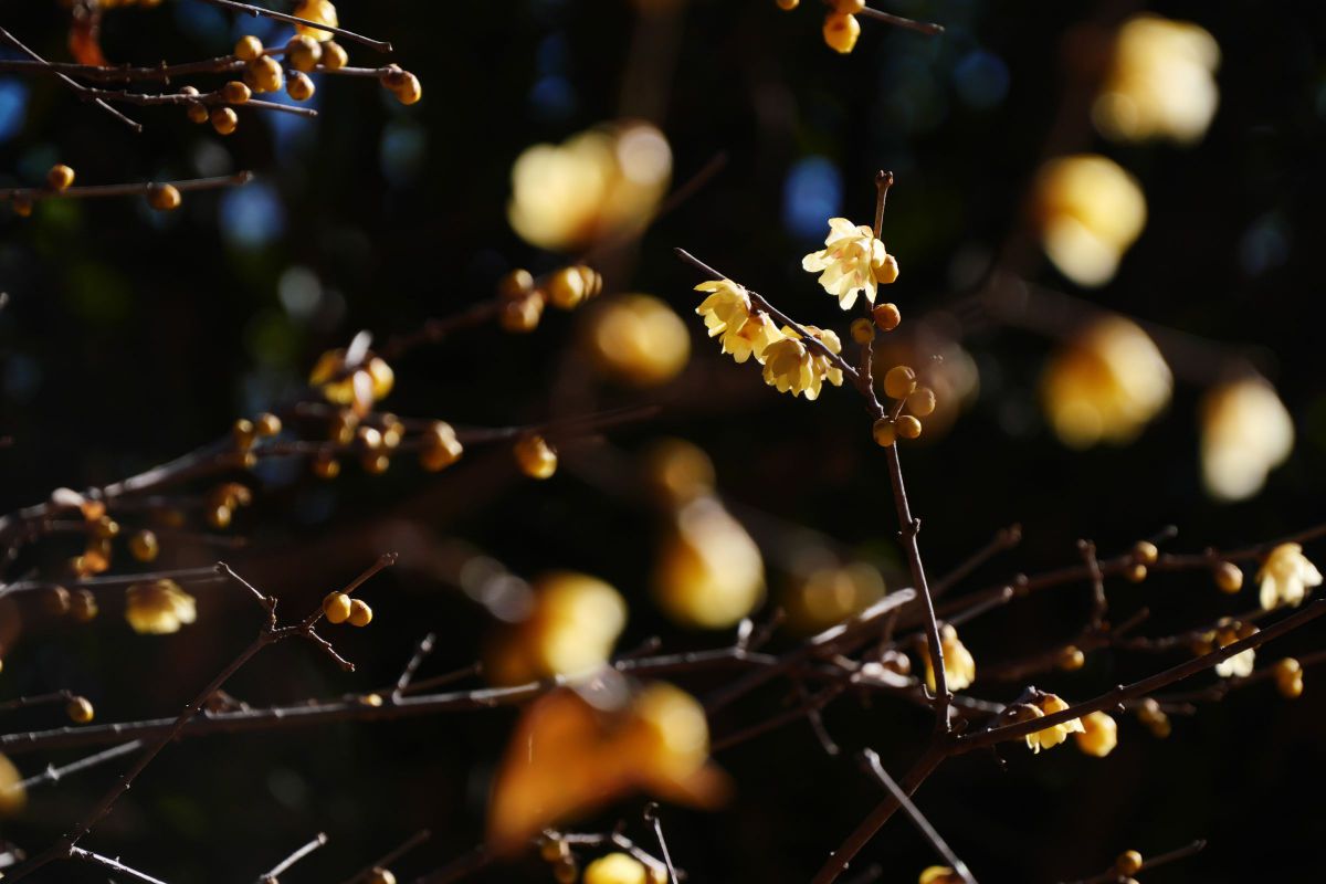 輝く蝋梅 | GANREF