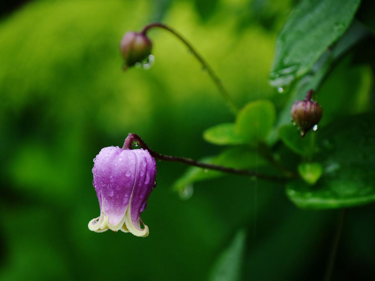 雨に濡れて | GANREF