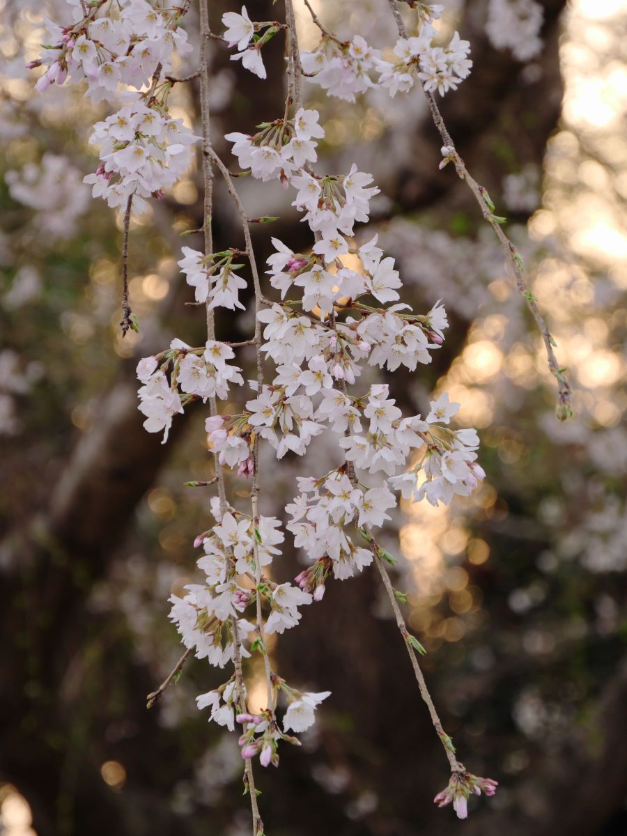 枝垂れ桜 | GANREF