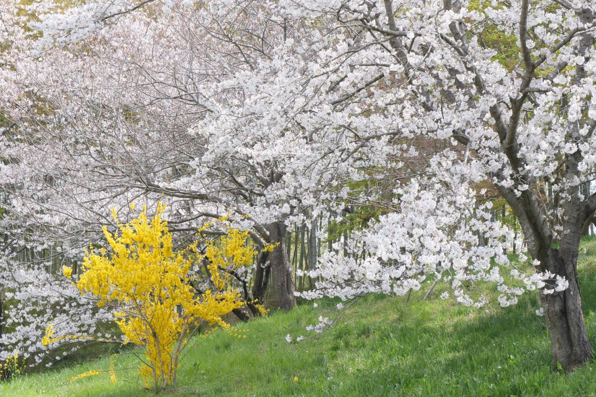 春に咲く | GANREF