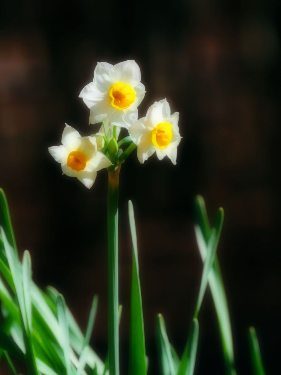 水仙開花 | GANREF
