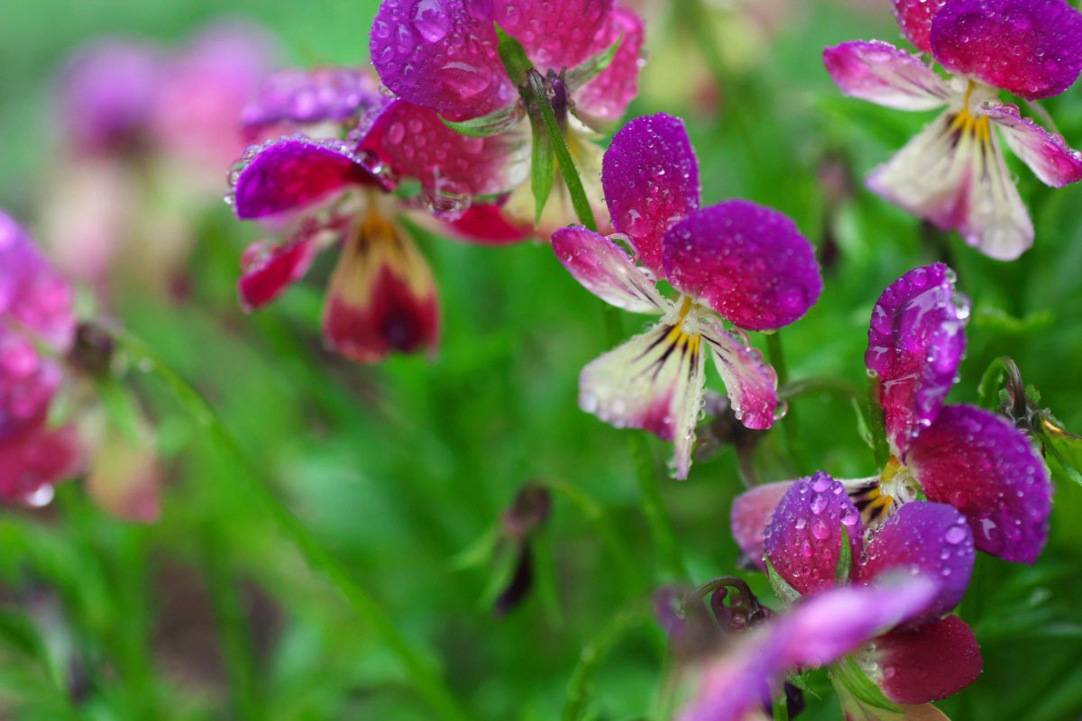 春雨に濡れて | GANREF