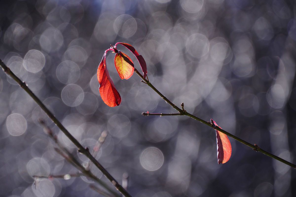 秋の名残り | GANREF