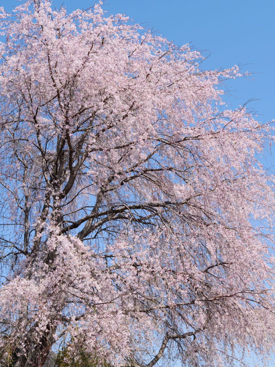 枝垂れ桜 | GANREF